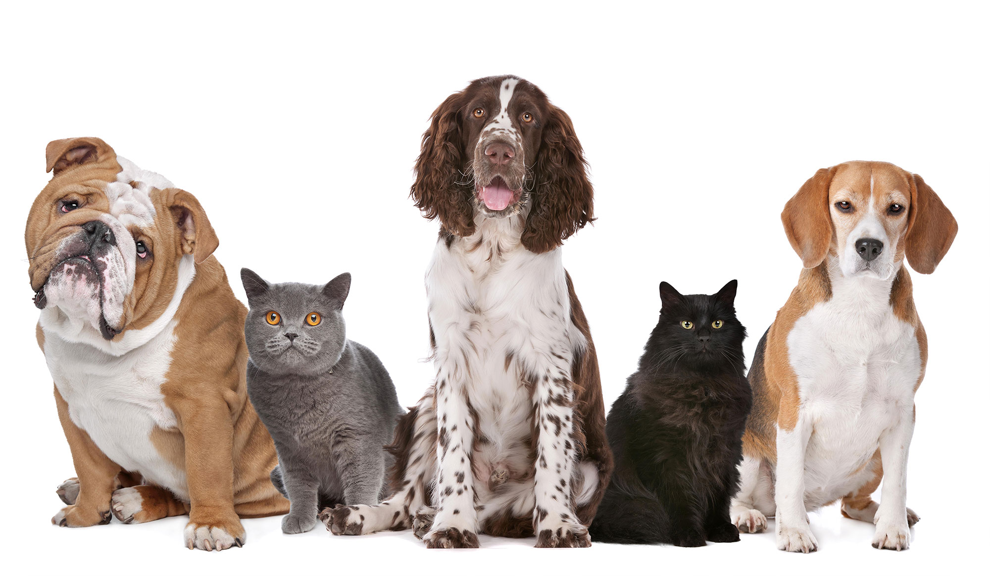 Toilettage d’animaux de compagnie – Service aux entreprises de la ...